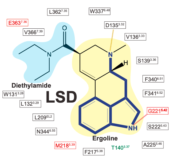 Why is LSD so potent and why does it last so long?
