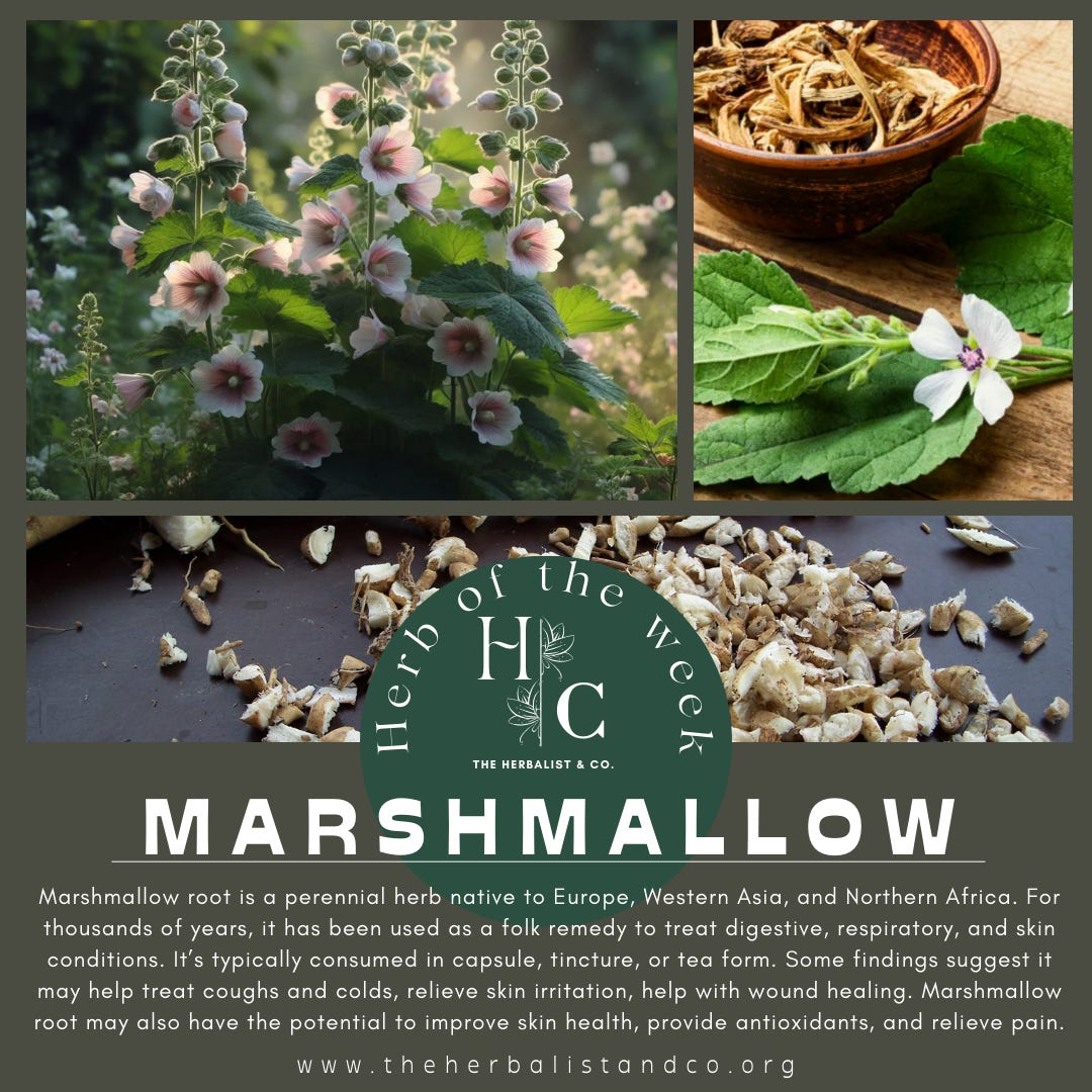 Herb of the Week - Marshmallow Root