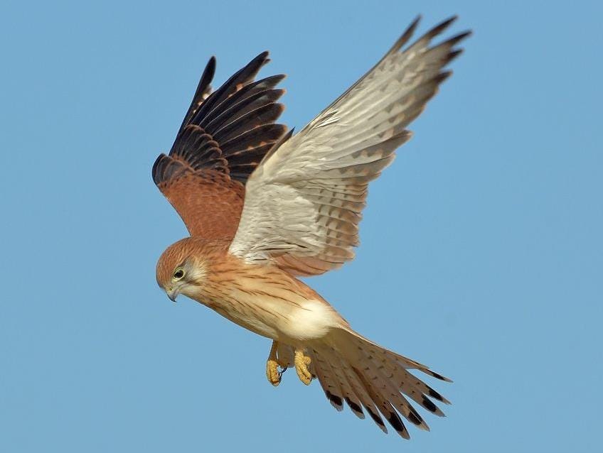 The Kestrel - by Shane - Fee Sheet