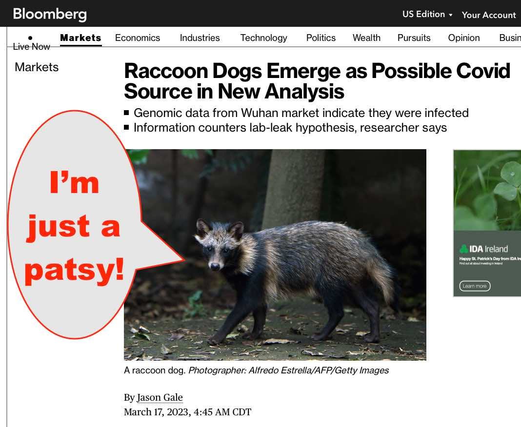 Raccoon Dog Blamed for COVID Pandemic Identified, Arrested