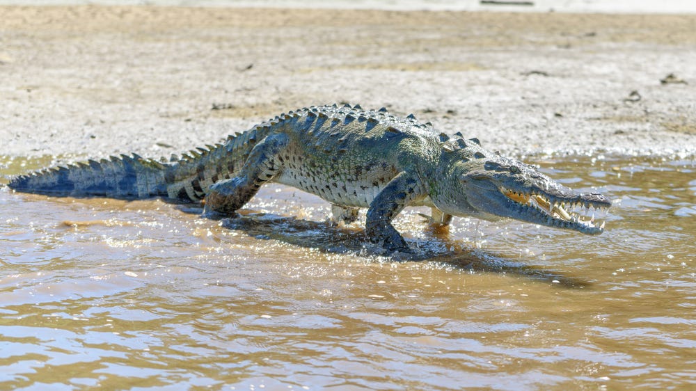 ScienceDaily: Quirky - May 07, 2025