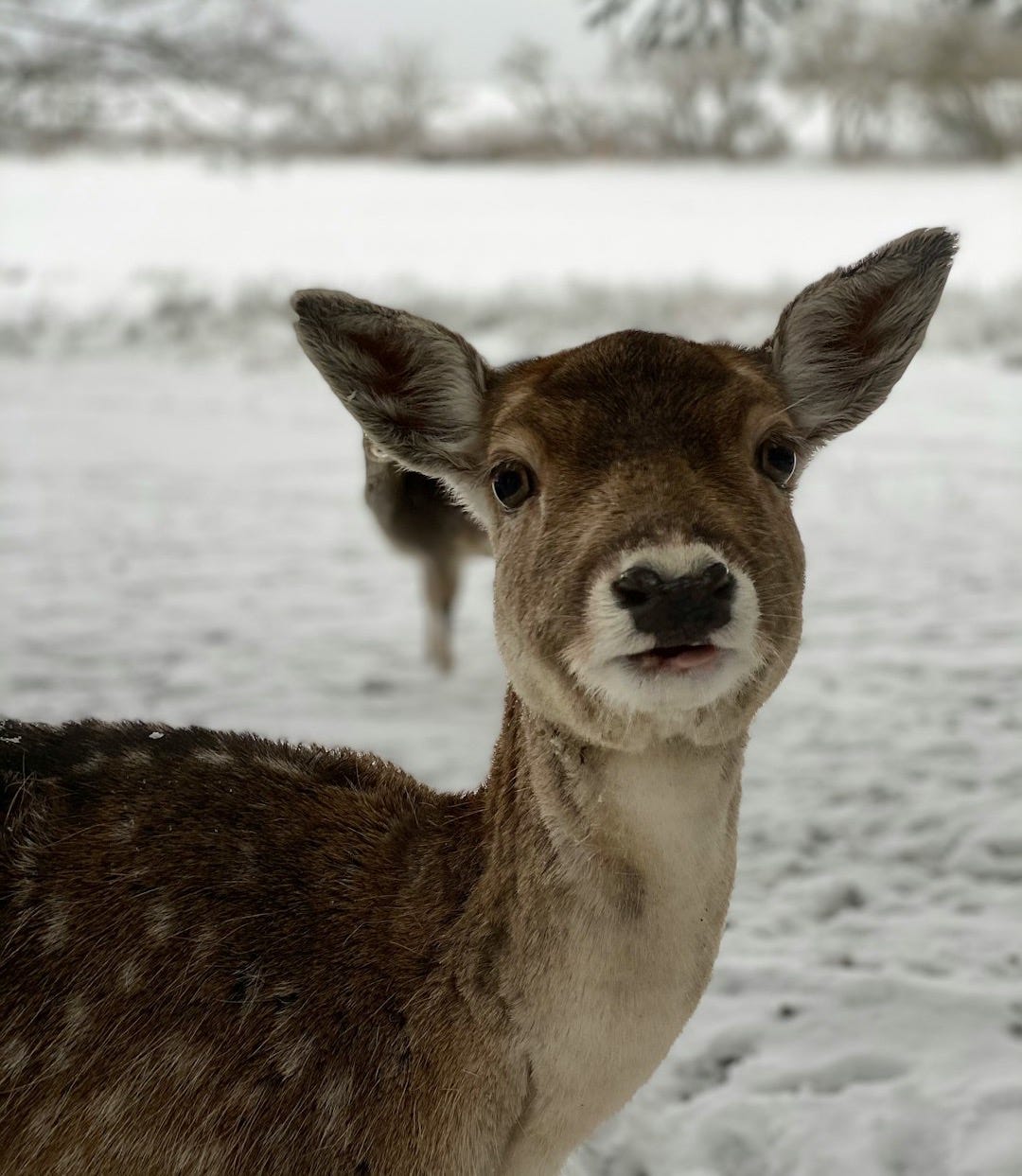 If Only - by Randall Tremba - Muse Mints