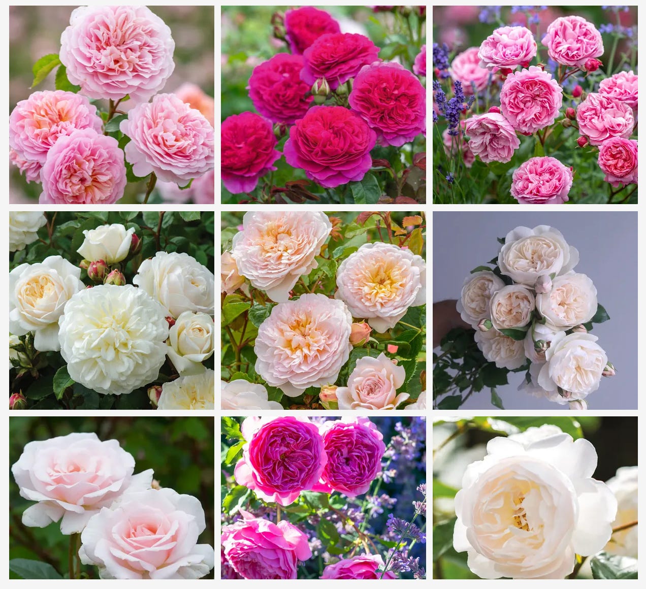The Top 50 best roses for cut flowers