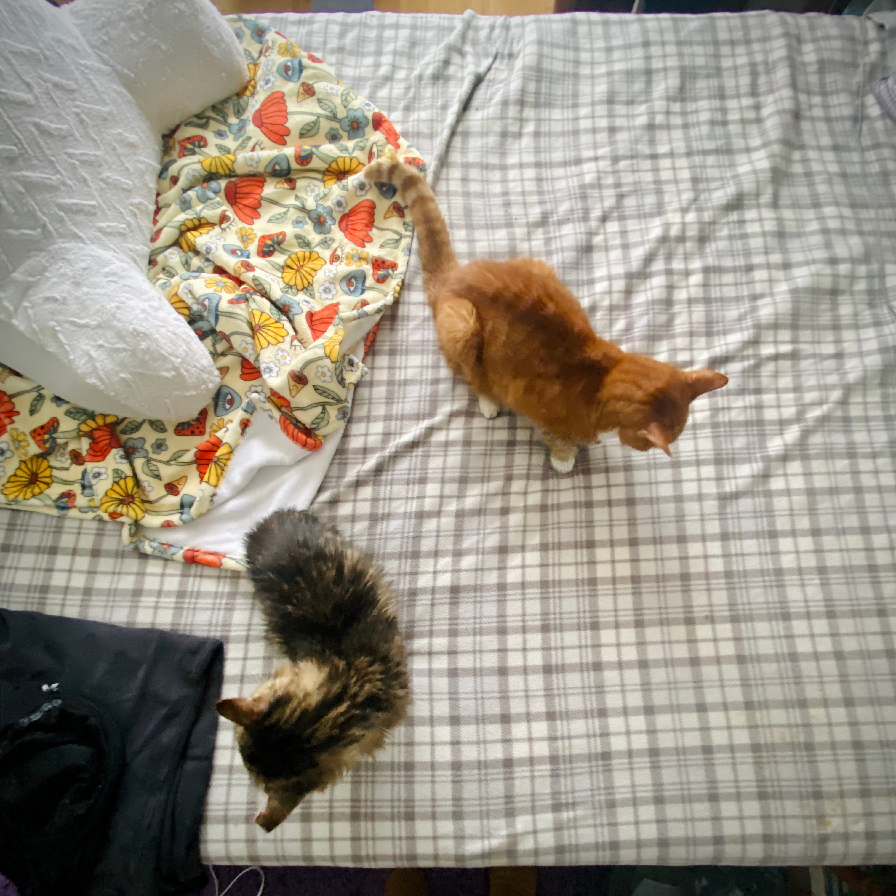 Another Farewell - by Jilly MacDowell - Cat Lady | Substack