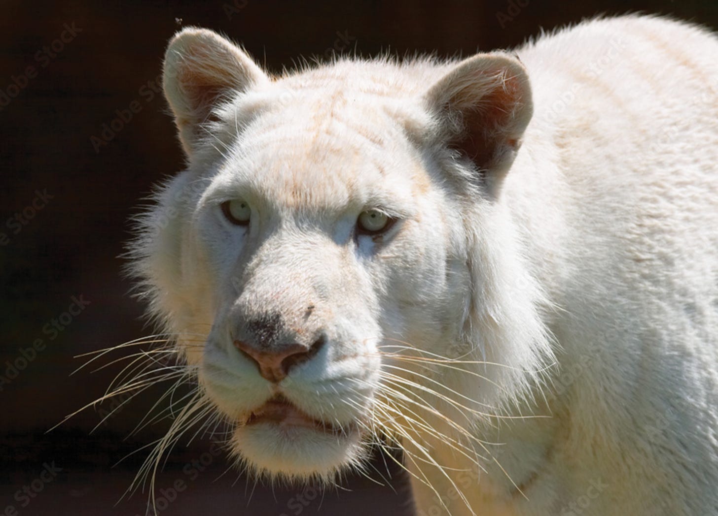 KW Norton Borders | Substack