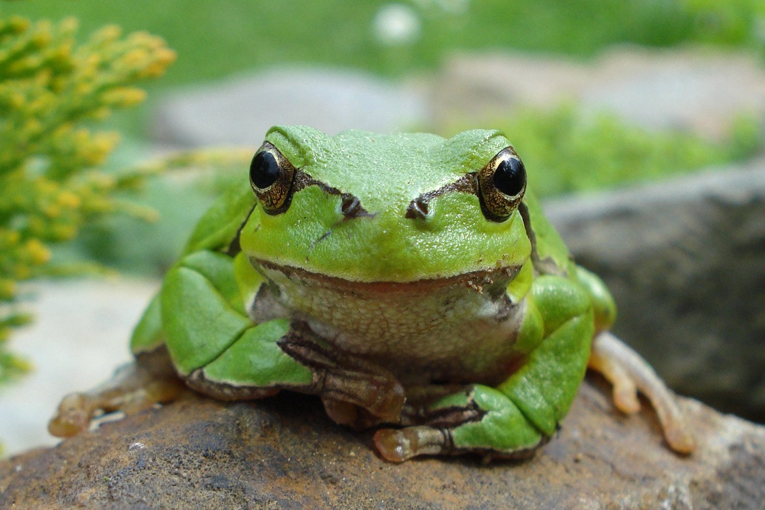 Wednesday Story Hour -- My Froggy Problem