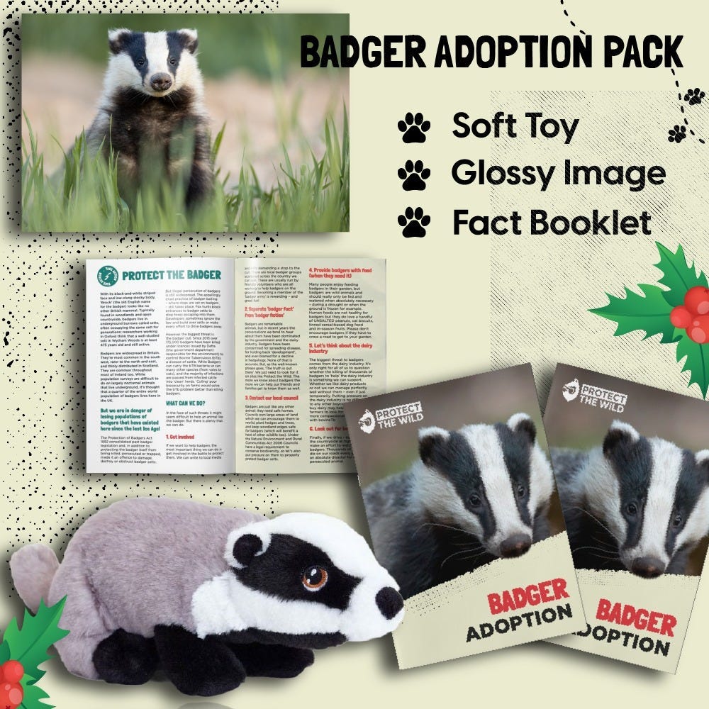 Crowd Justice Appeal: Help Stop the Badger Cull U-turn