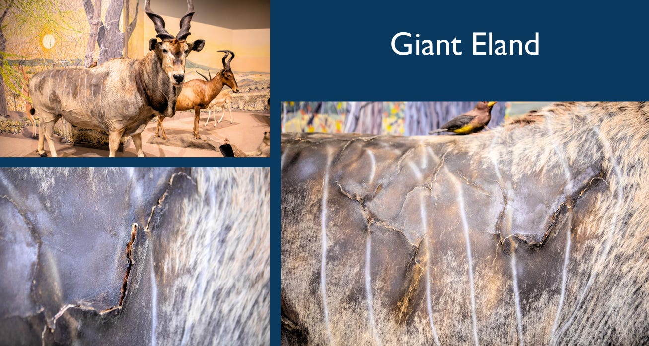 Photos: See deterioration on now-closed Delbridge Museum animal collection