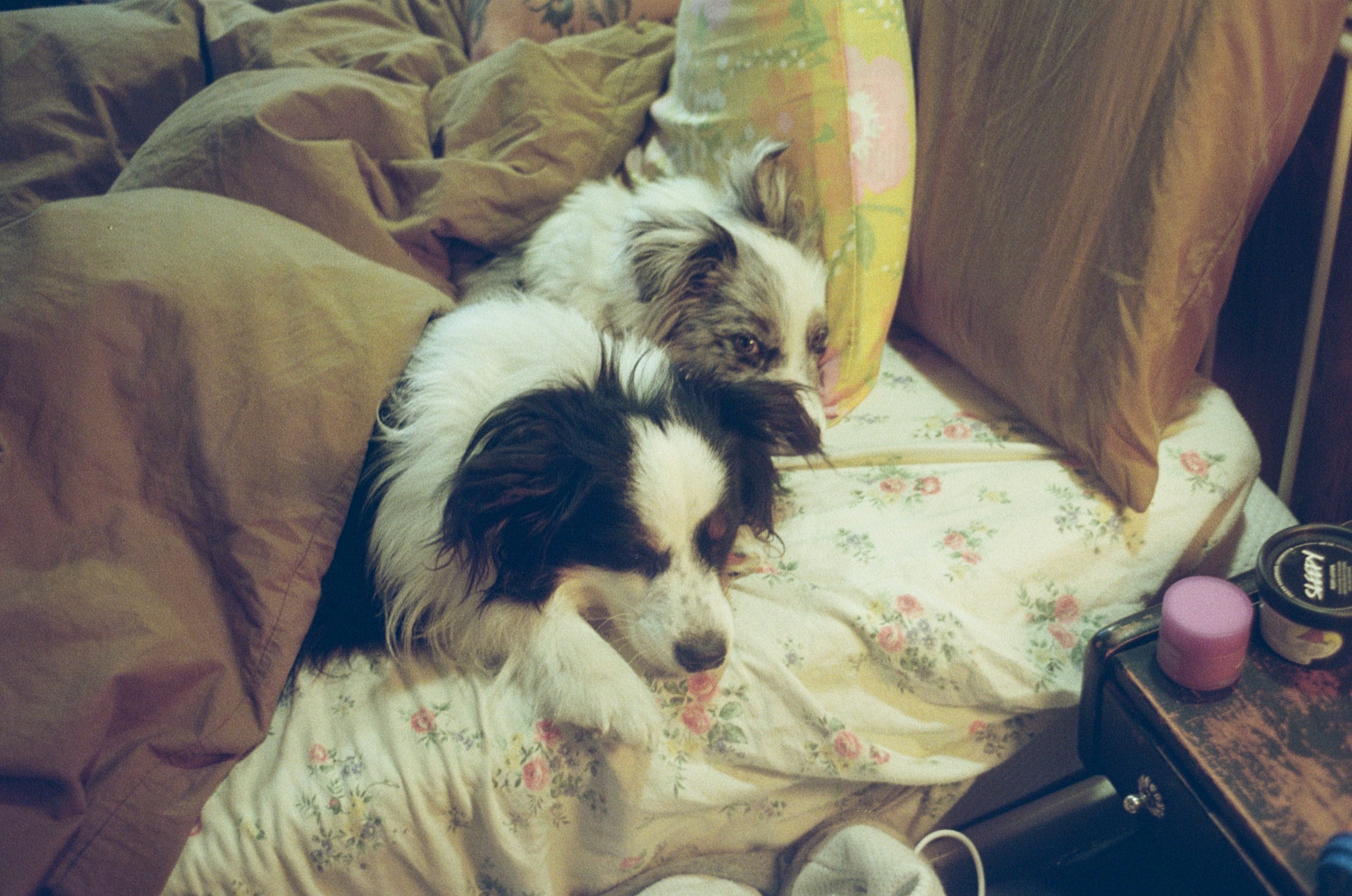 Planting too many seeds. - by Taylor Randal - Off Leash