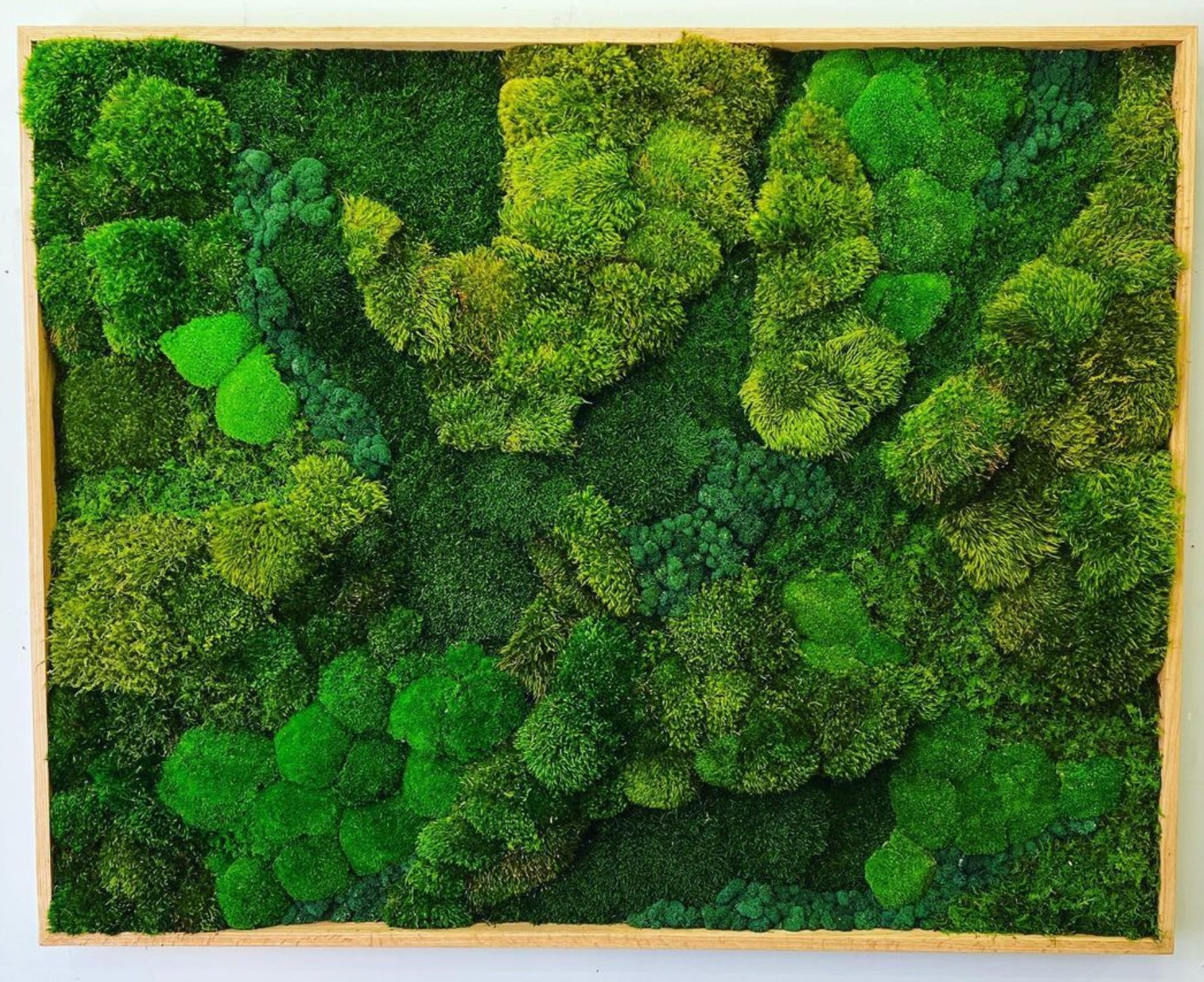 The NYC Store That Only Sells Moss! - by Anne Kadet