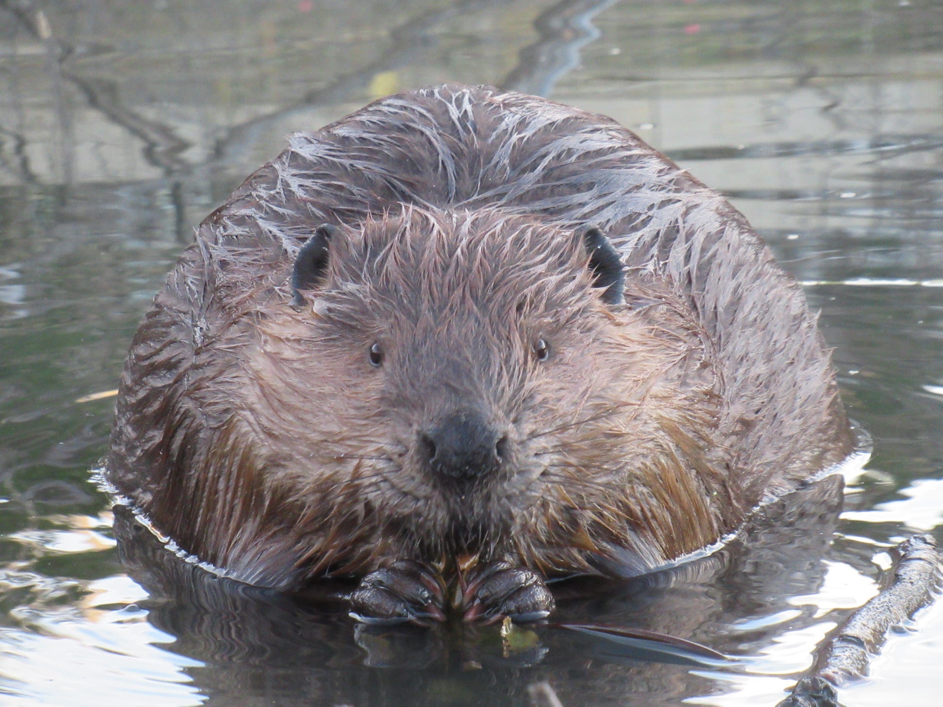 Busting Common Beaver Myths - by Alison Zak