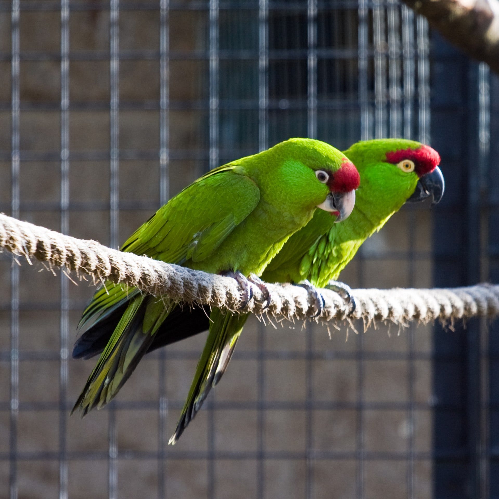 Endangered Parrots Threatened By Deforestation And Climate Change