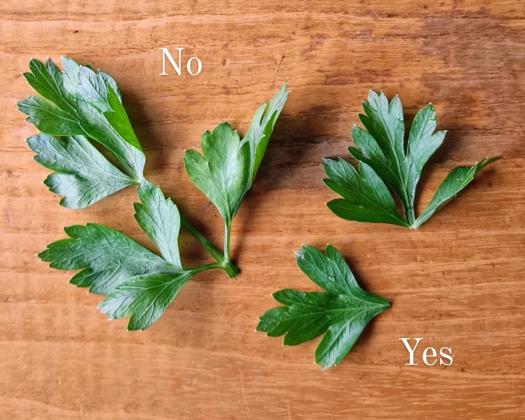 My Family's Secret to Making the Lushest Salsa Verde 🌿