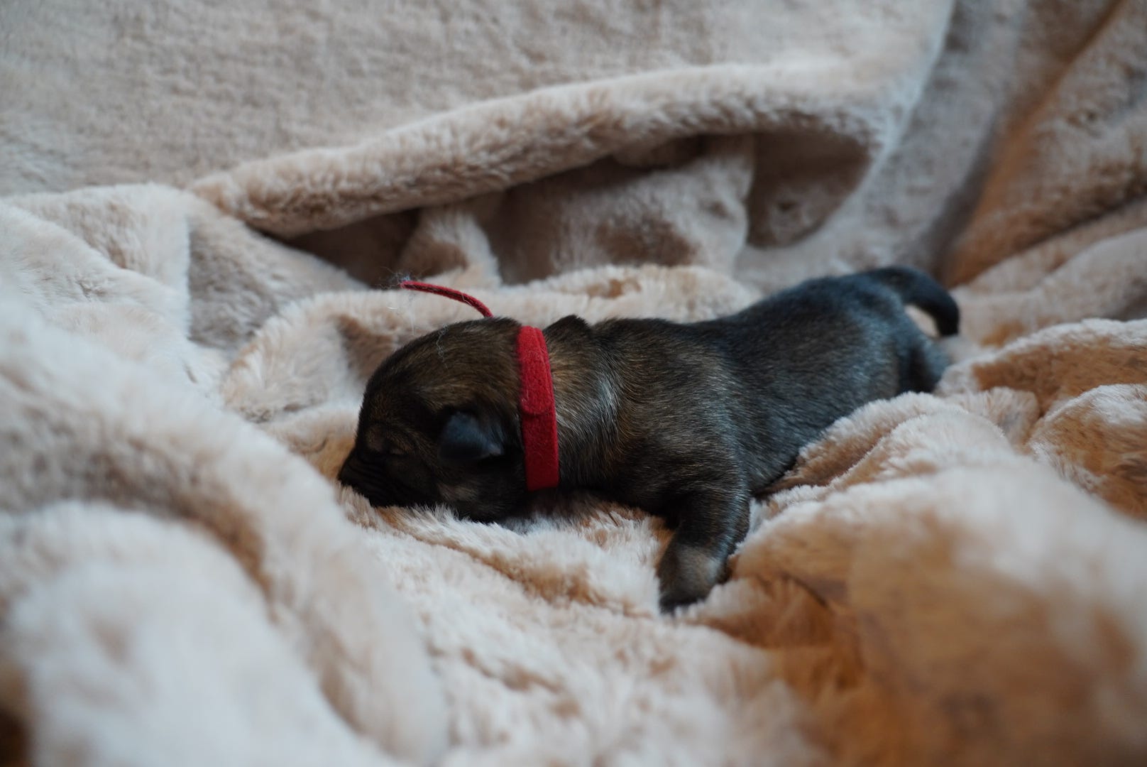 Introducing Finn - by Rosie Sherwood - A NOMADIC ROSE