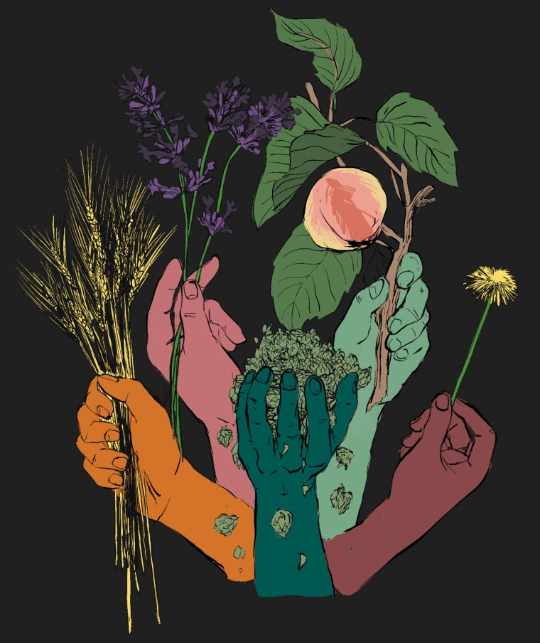 Botanical Brews: Southern Brewers and Cidermakers Harness the Wild ...