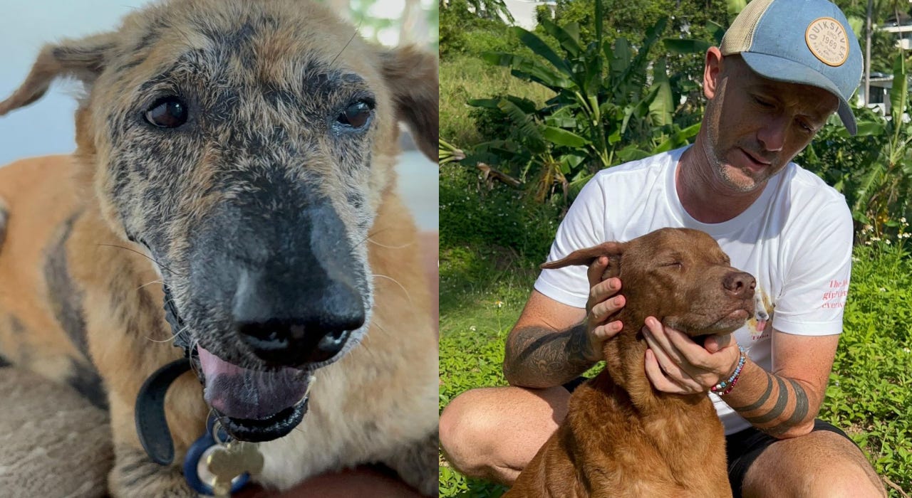 Full Steam Ahead - by Niall Harbison - Happy Doggo