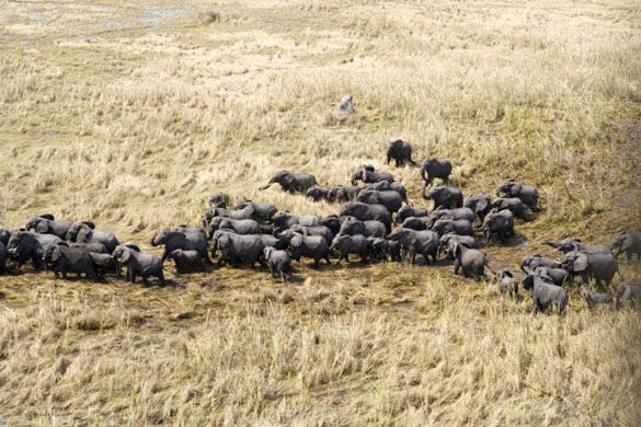 Worlds Largest Animal Migration - by CD Damitio