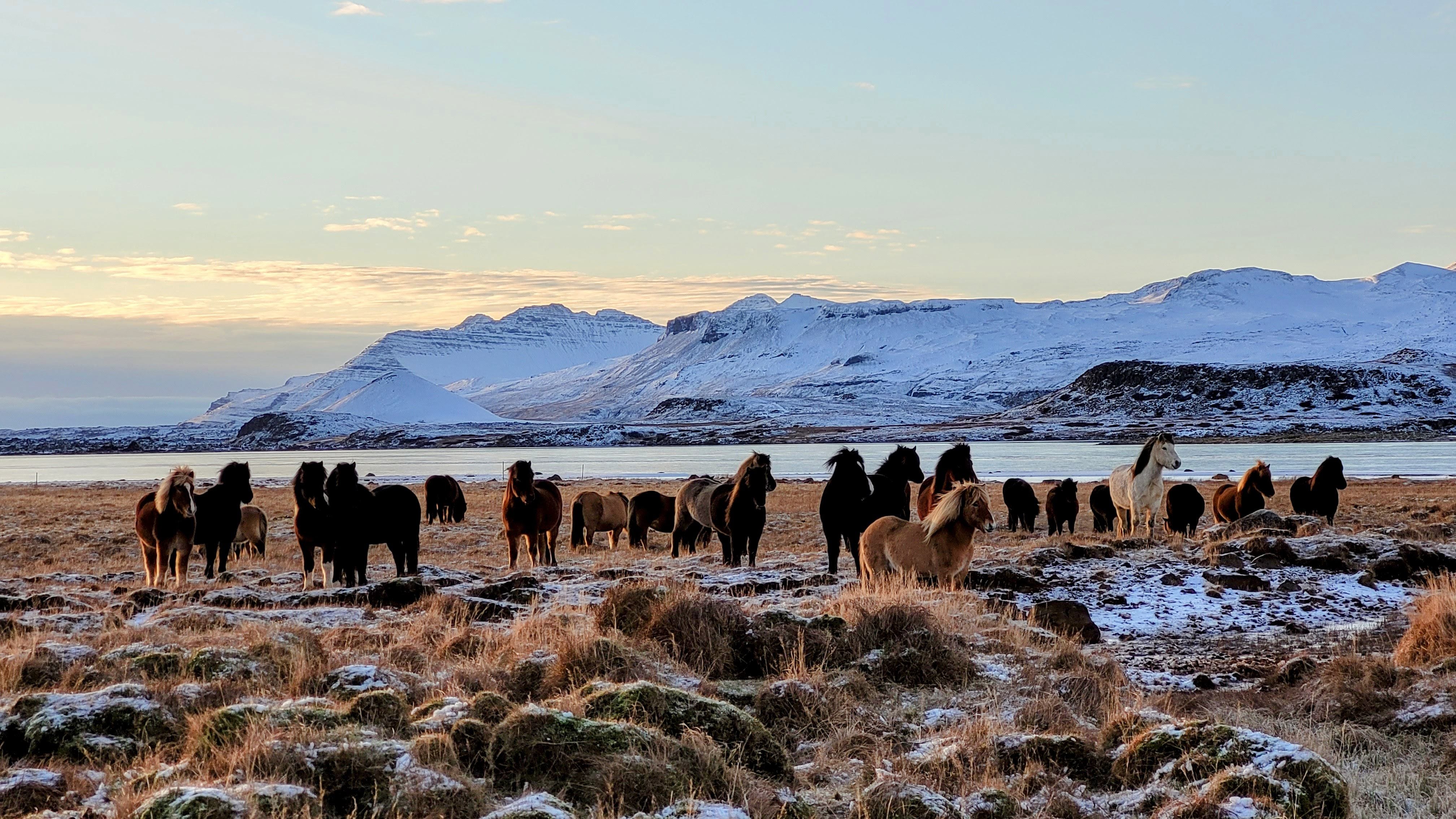 Ponies in Iceland - Hiking with Manfred