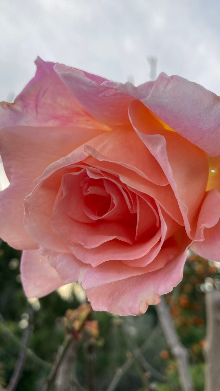 rainwater residue #3 - by kitten seeking answers