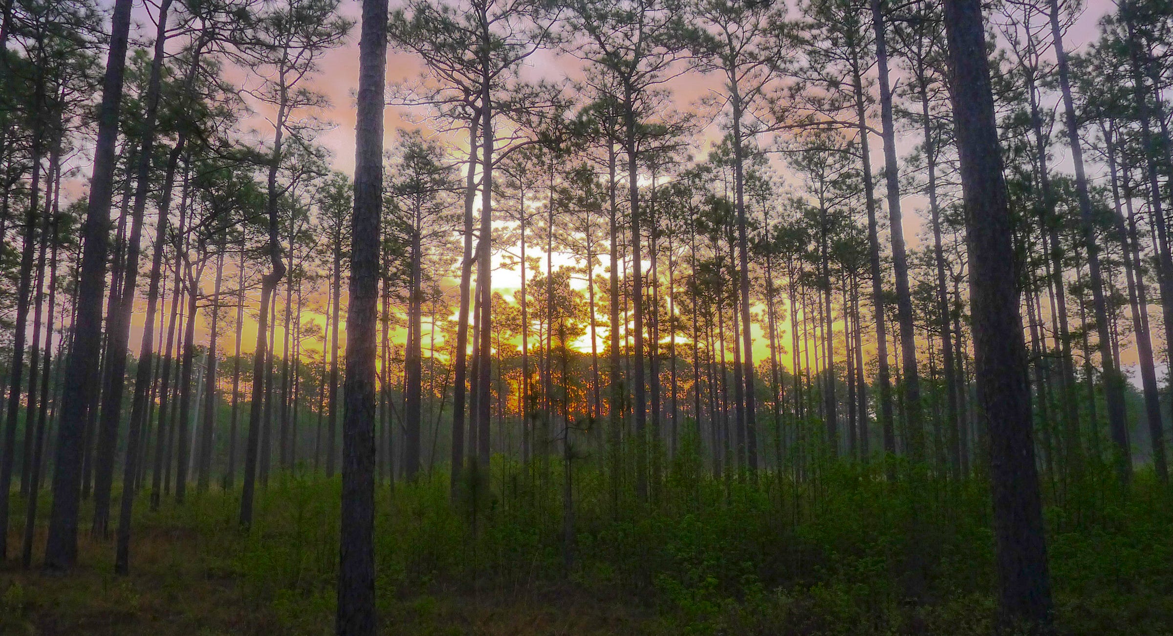 Sympathy for a Killer - by Bryan Pfeiffer - Chasing Nature