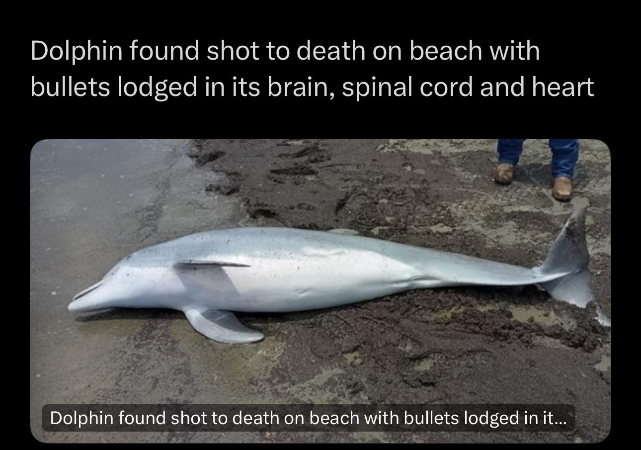 Dolphin found shot to death on beach with bullets lodged in its brain ...