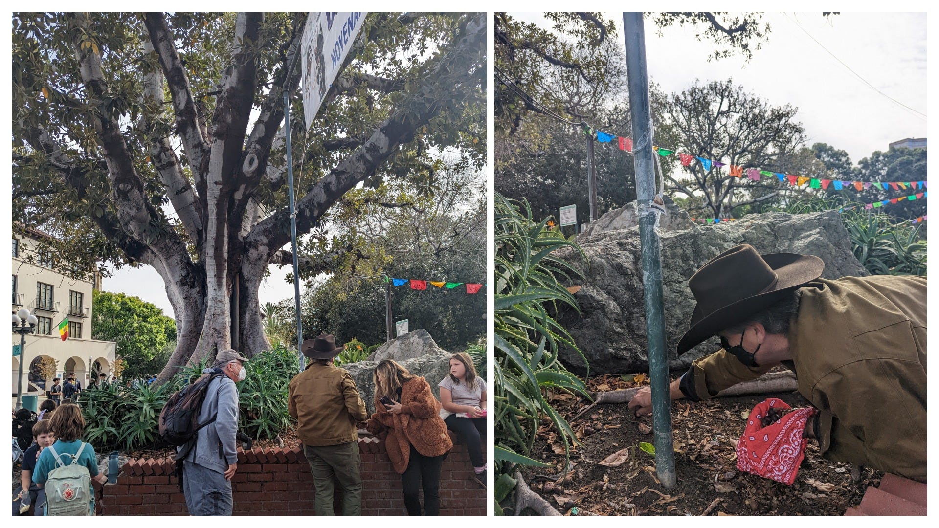 Of Tacos, Tar Pits and Toppled Trees