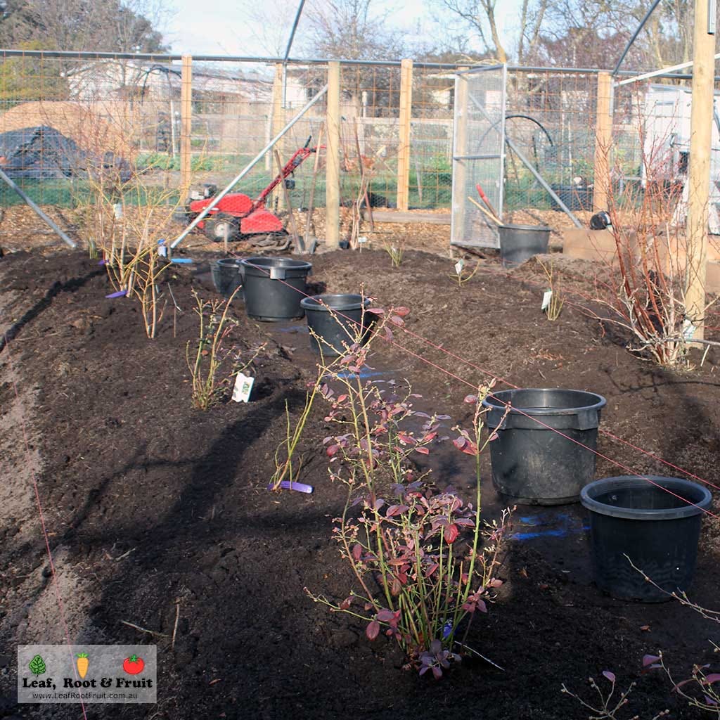 How to Grow Blueberries (Vaccinium spp.)