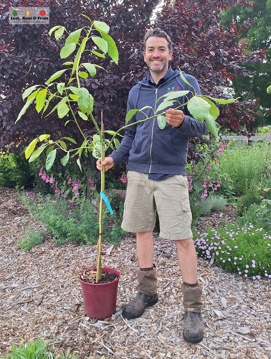 Growing Avocados in a Temperate Climate - by Duncan Cocking