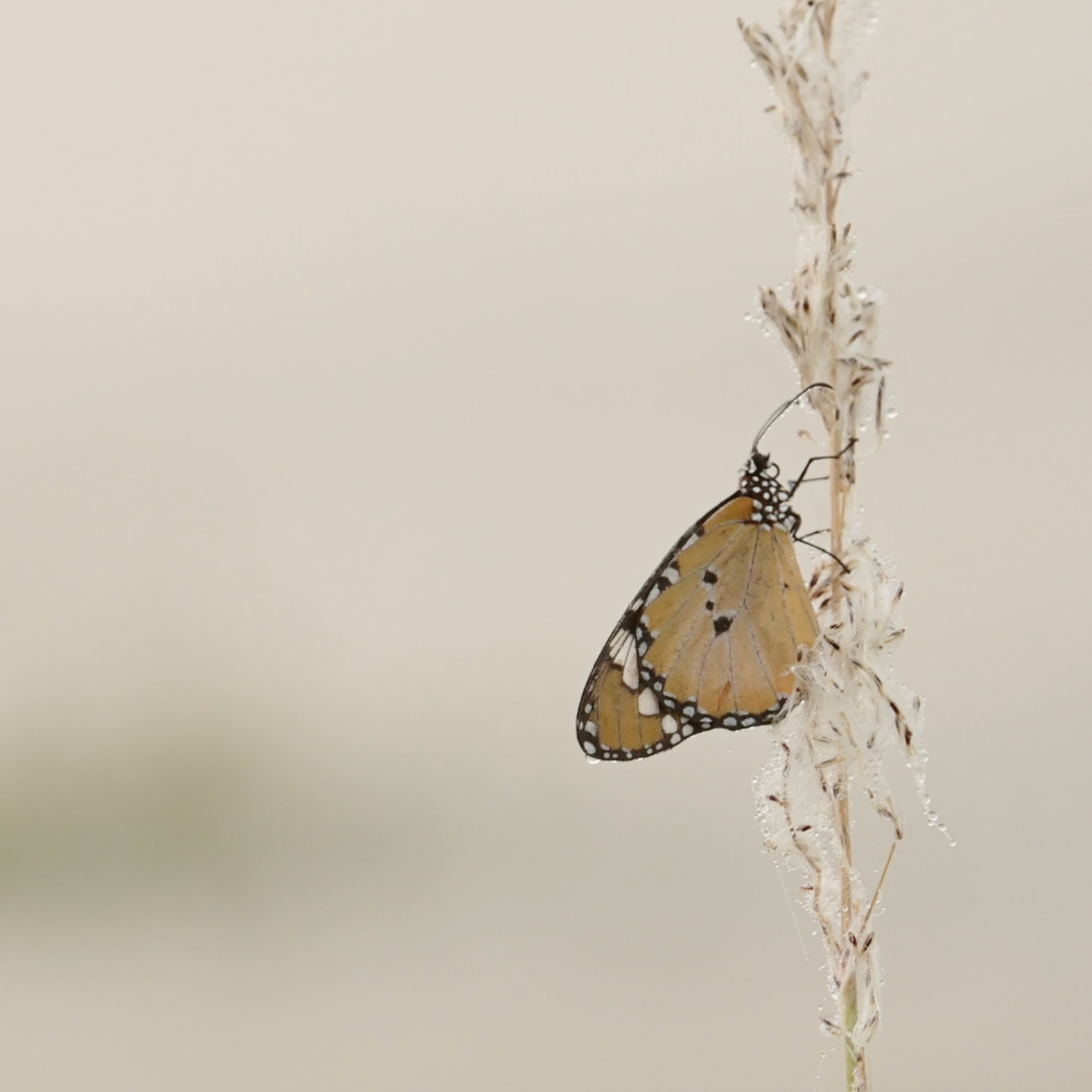 Christina Lobe | Substack