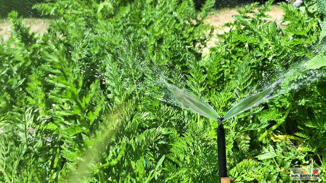 Vegetable Patch Watering and Irrigation Systems