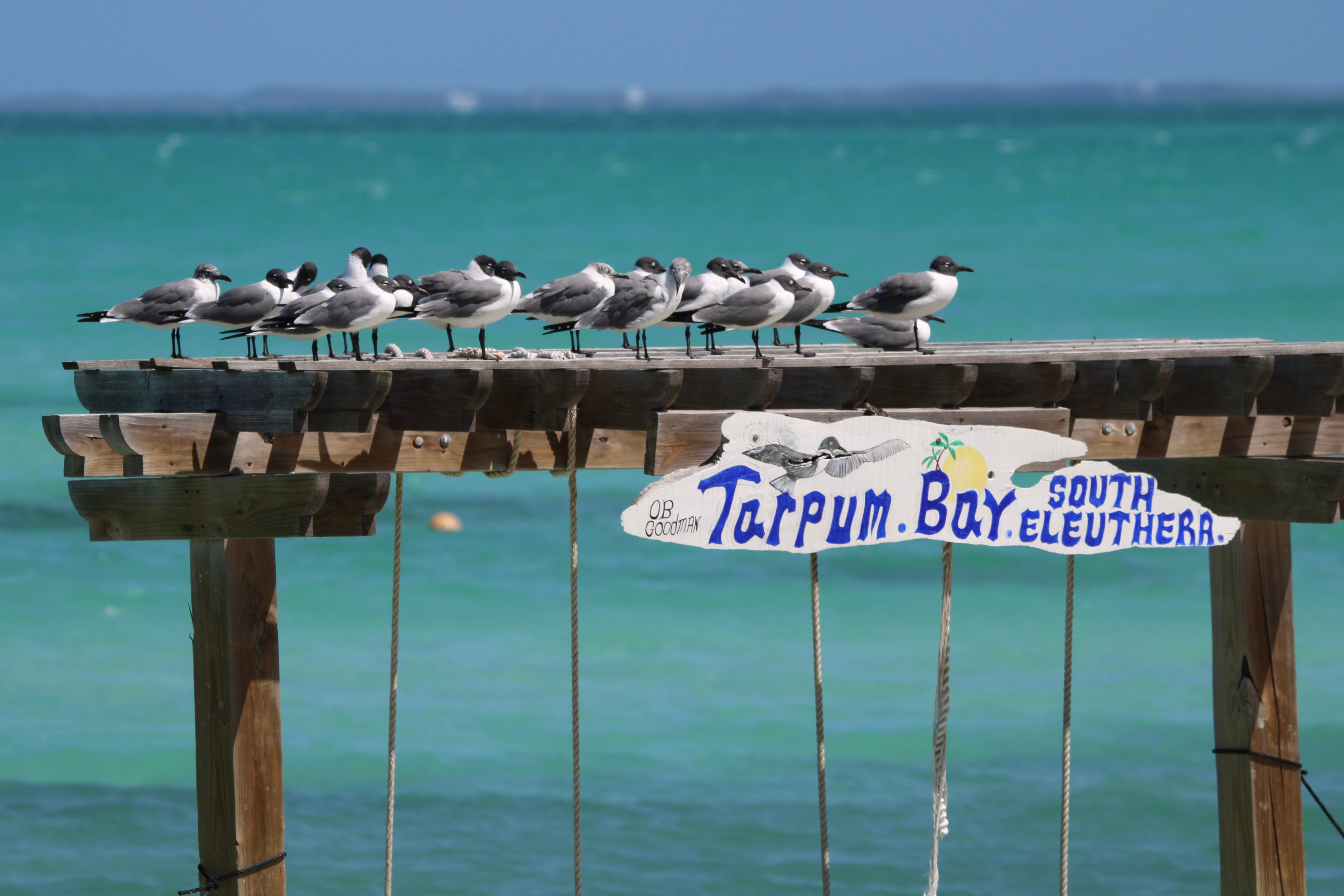 The beautiful birds of Eleuthera - by Bob Dolgan