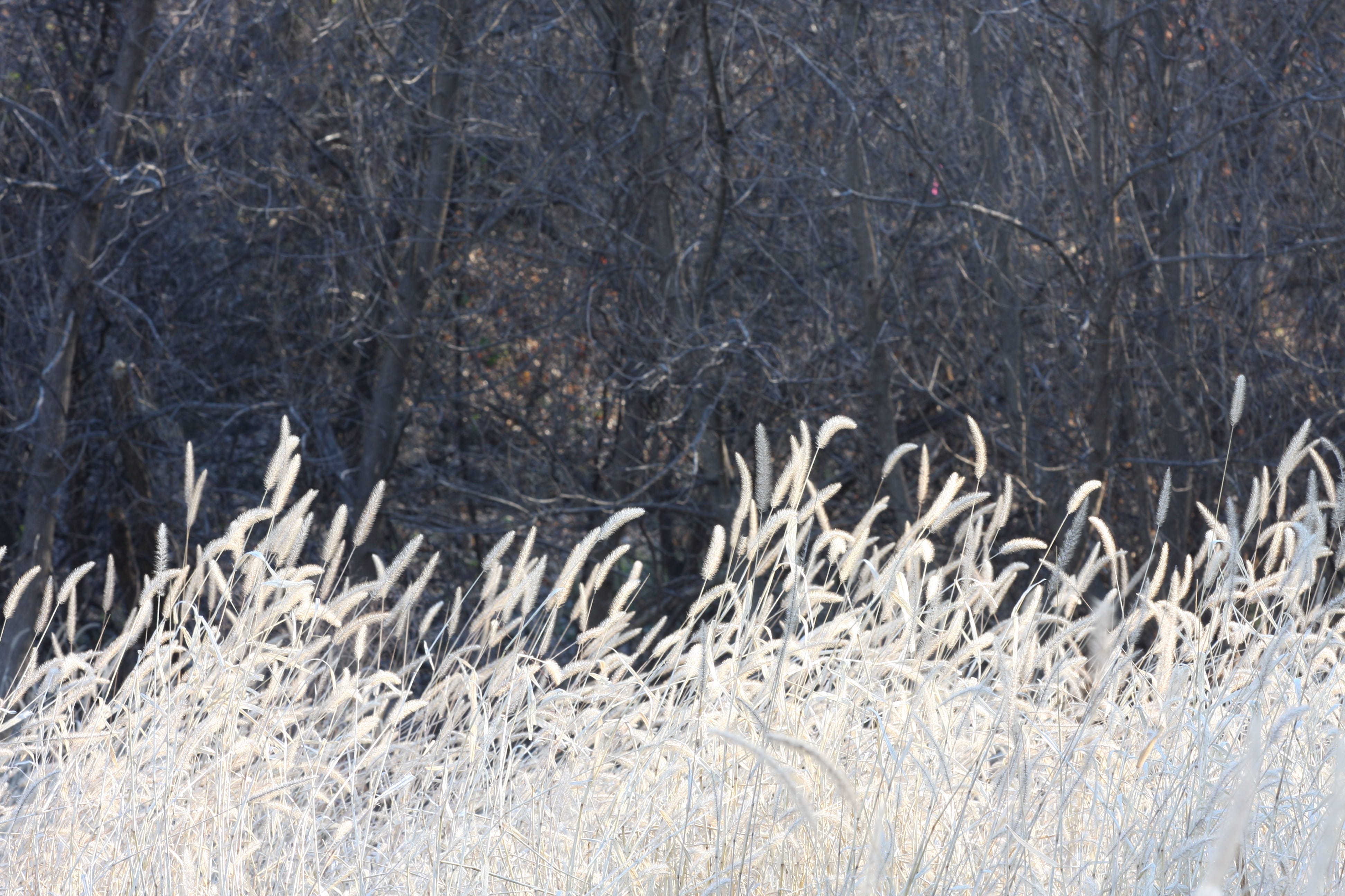 the womb of the forest - by Shannon K. Evans