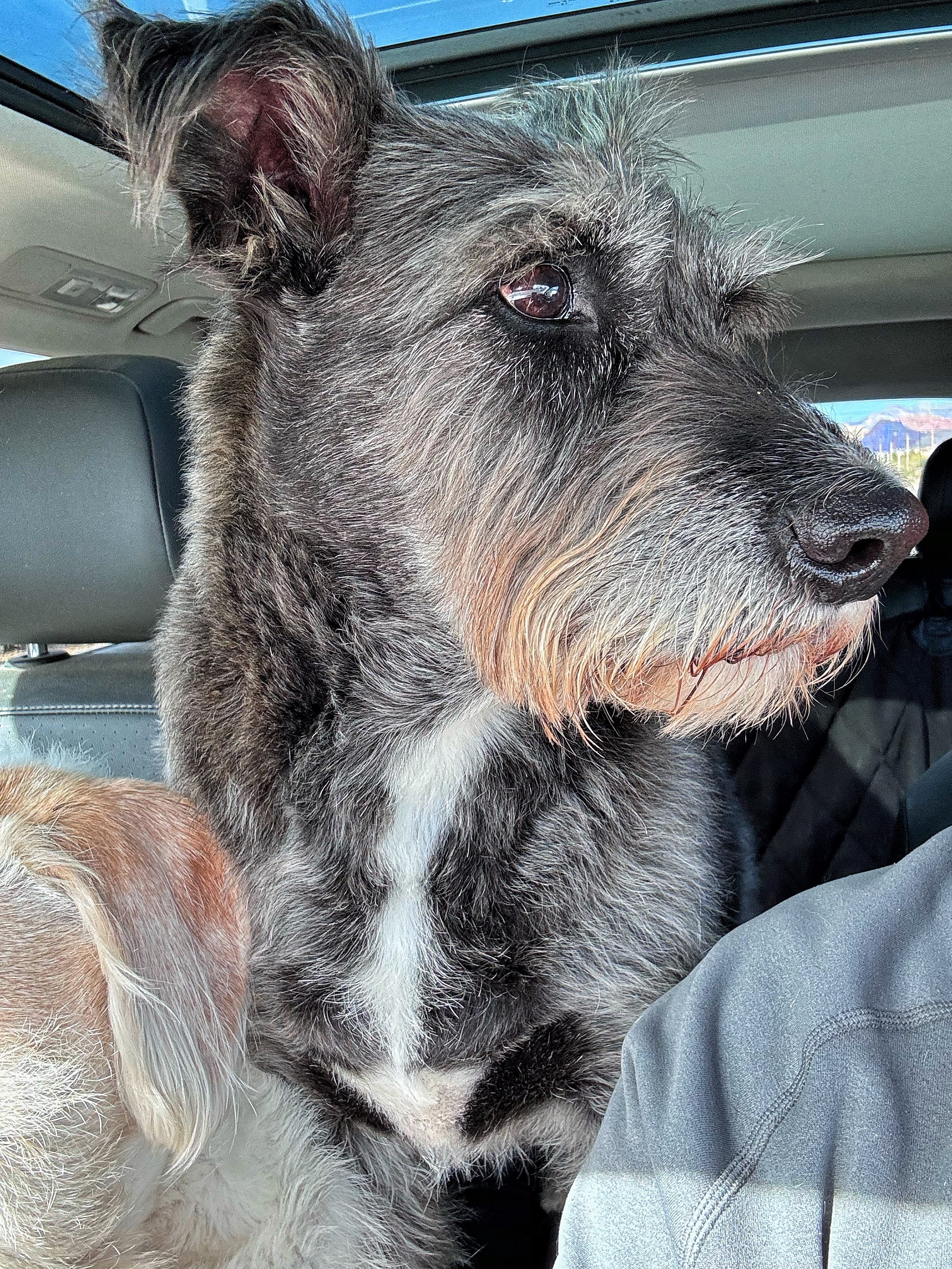 Happy Birthday, Emily (& Atticus)! - Tom Ryan, Author