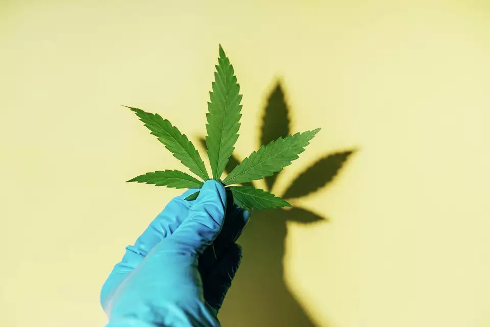 CapCon: Homegrown Weed, Hochul's Budget Adds, Cuomo v. COELIG, NY Numbers