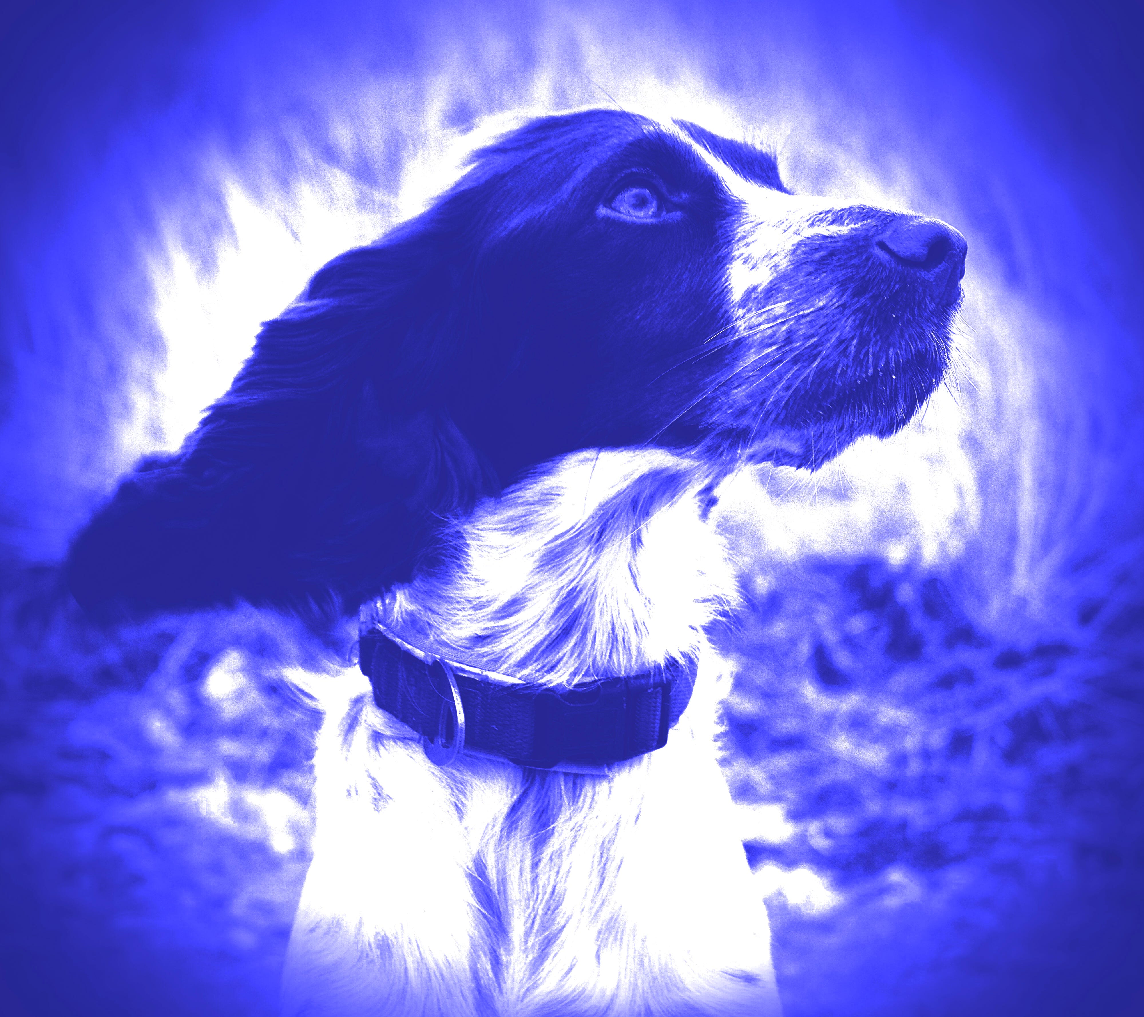 Molly - by Adrian P Conway - Adrian's Fiction