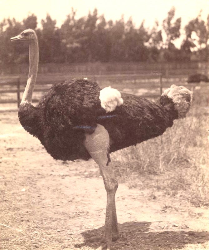 Ocean Park Ostrich Farm - by Mark Gorman - The Street Seen