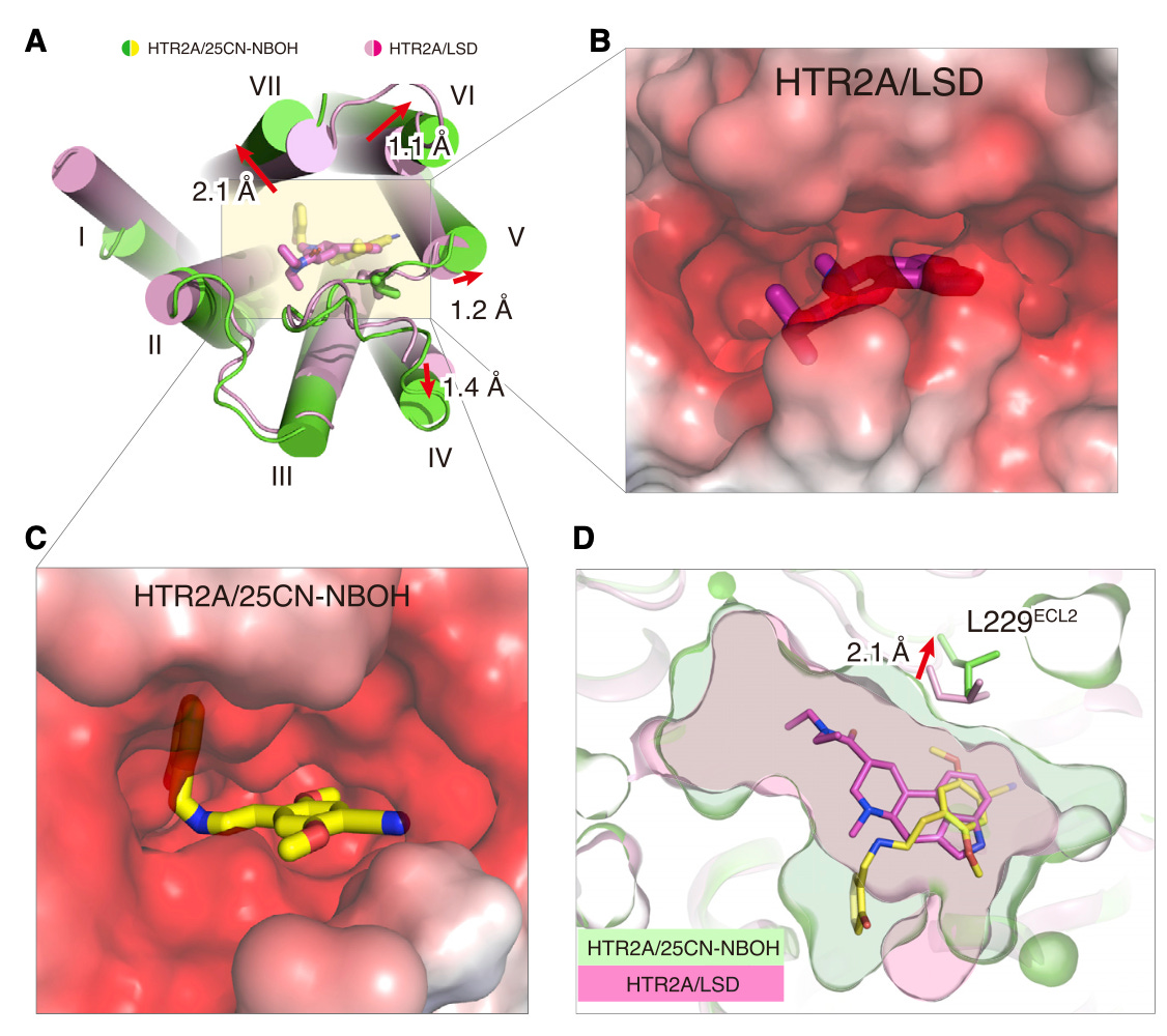 The story of Bromo-DragonFLY - by Andrew R. Gallimore