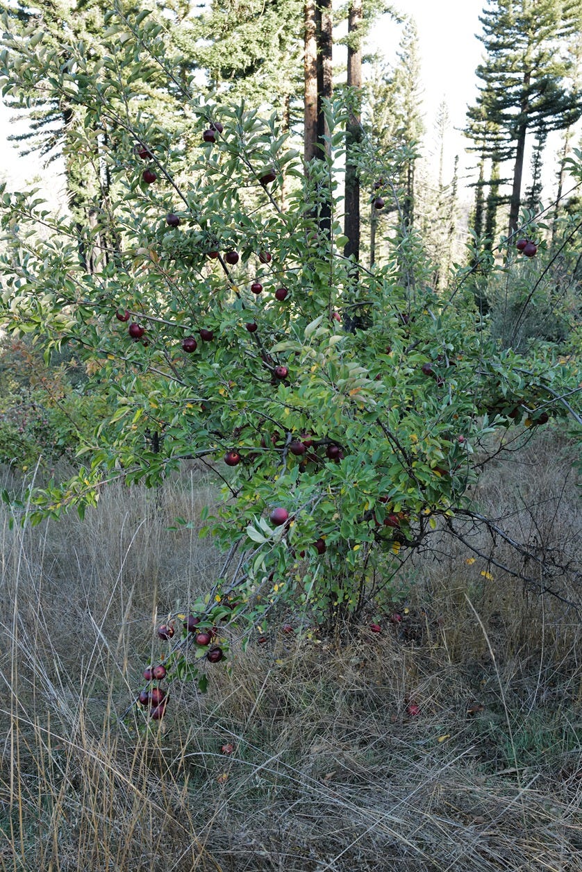 Great Description About Black Twig Apple Tree