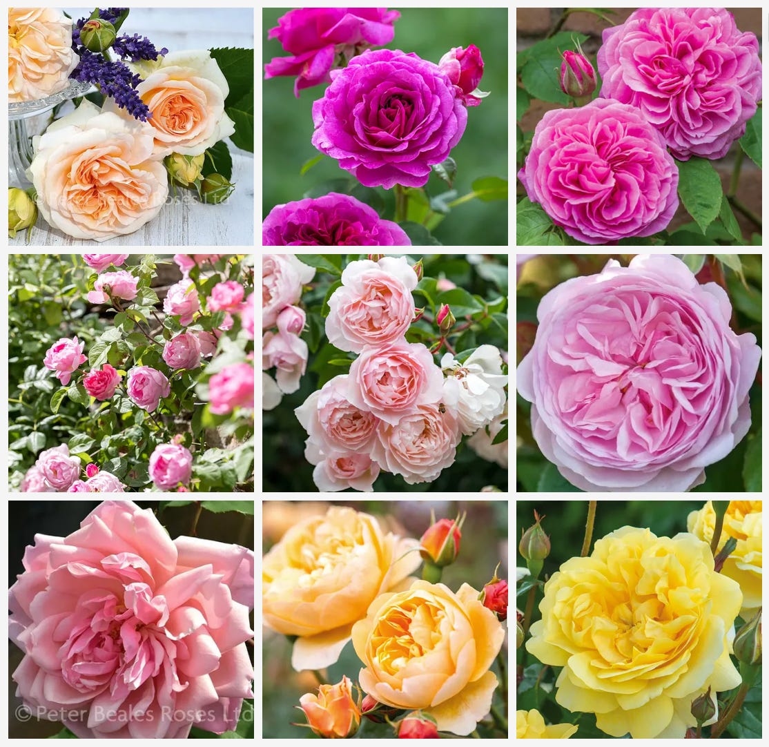 The Top 50 best roses for cut flowers