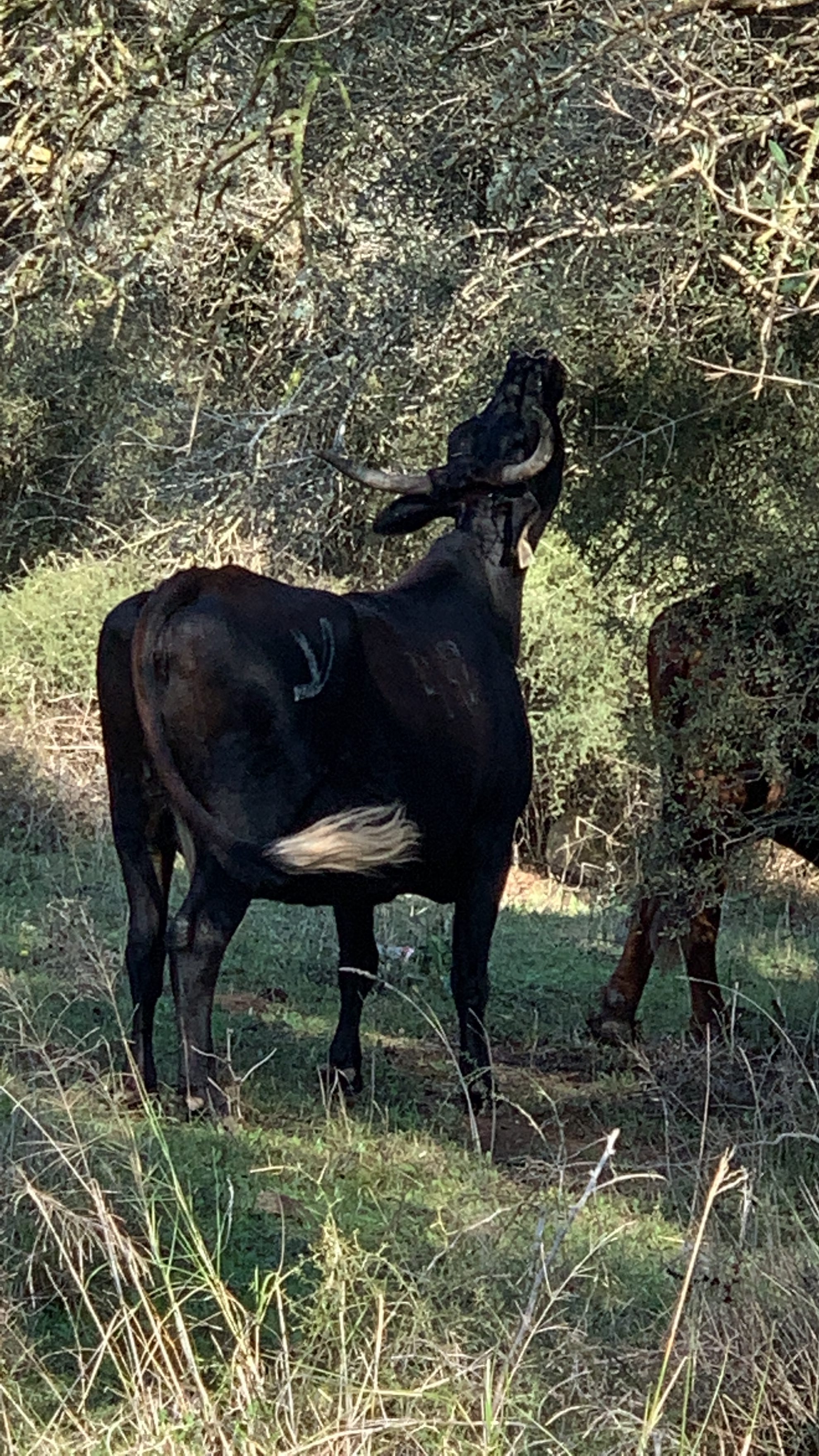 The Heron and The Bull - by Yuri Kruman