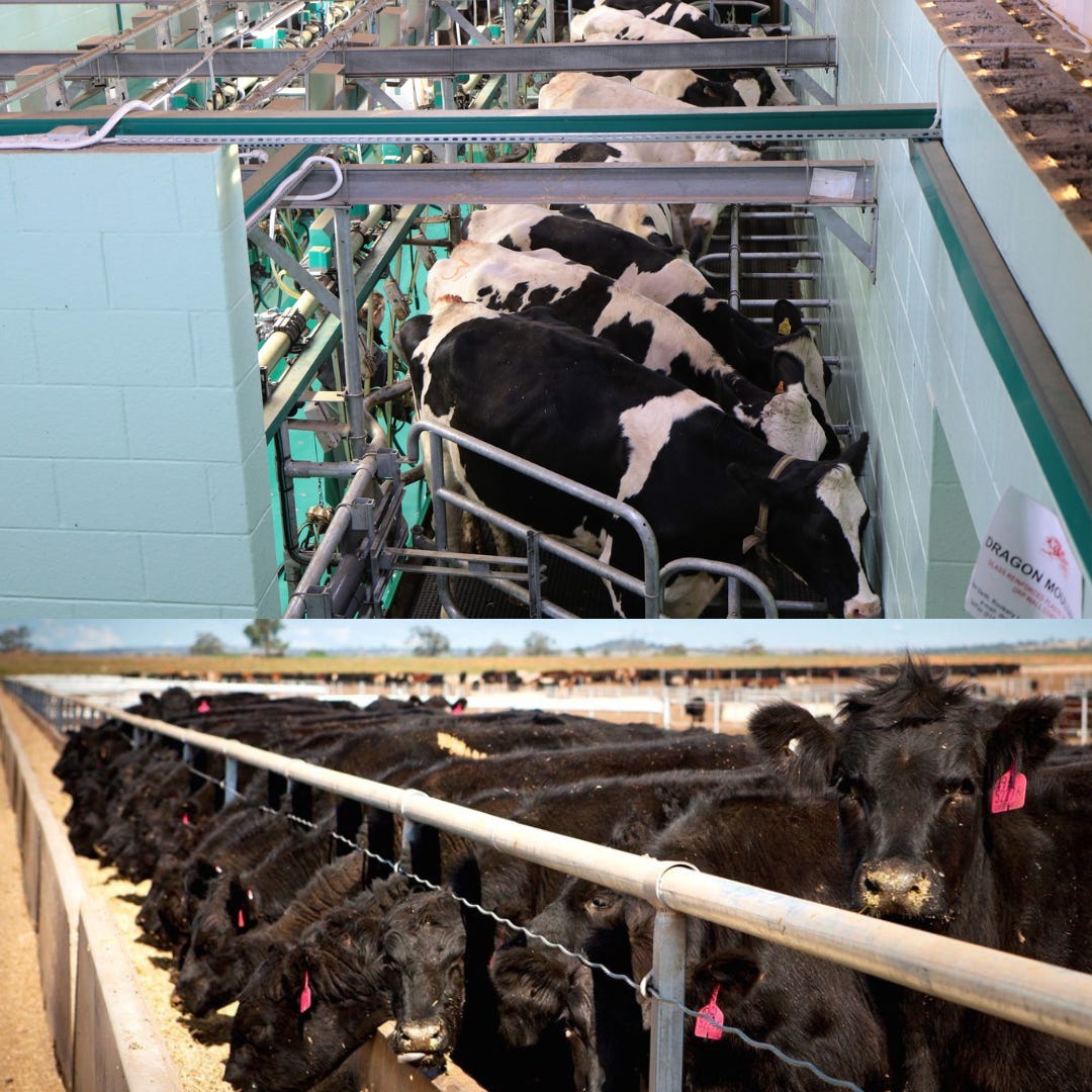 The Myth of Meat and Dairy - by Michael Corthell