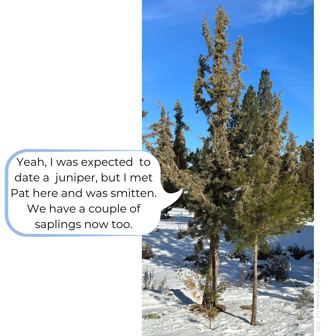 How Trees Show Love - The Trees Telling Stories Substack