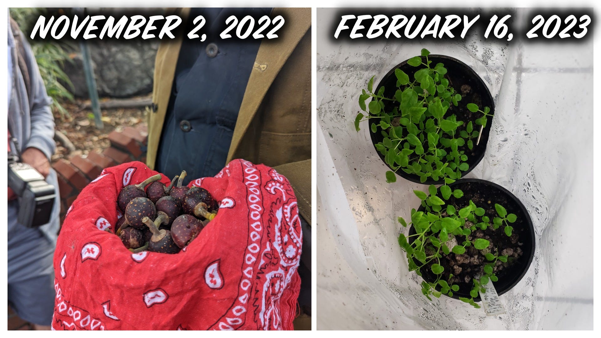 Of Tacos, Tar Pits and Toppled Trees