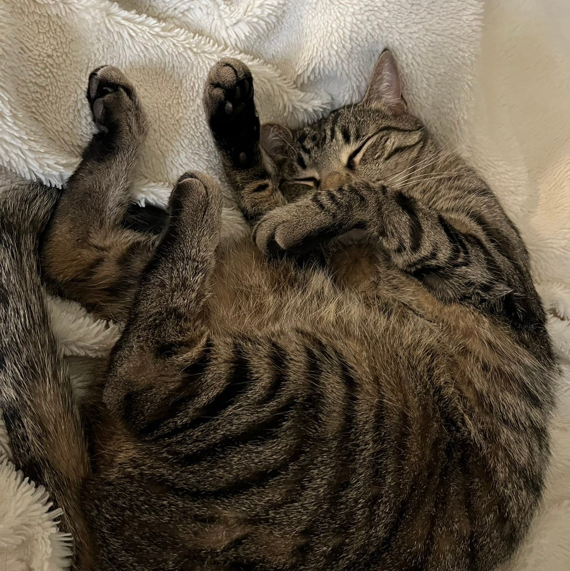 Vivian Wang | Substack