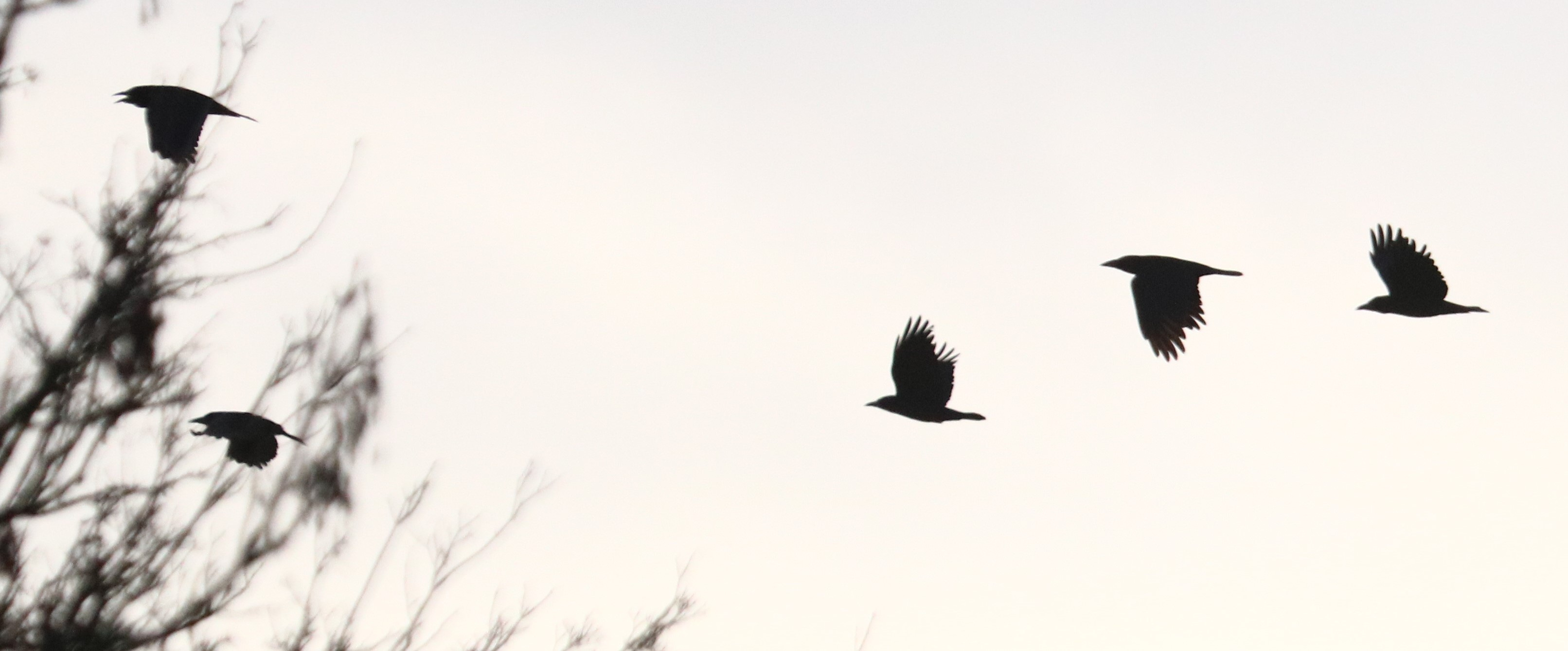 The Dark is Rising - by Deborah Vass - Still Sketching