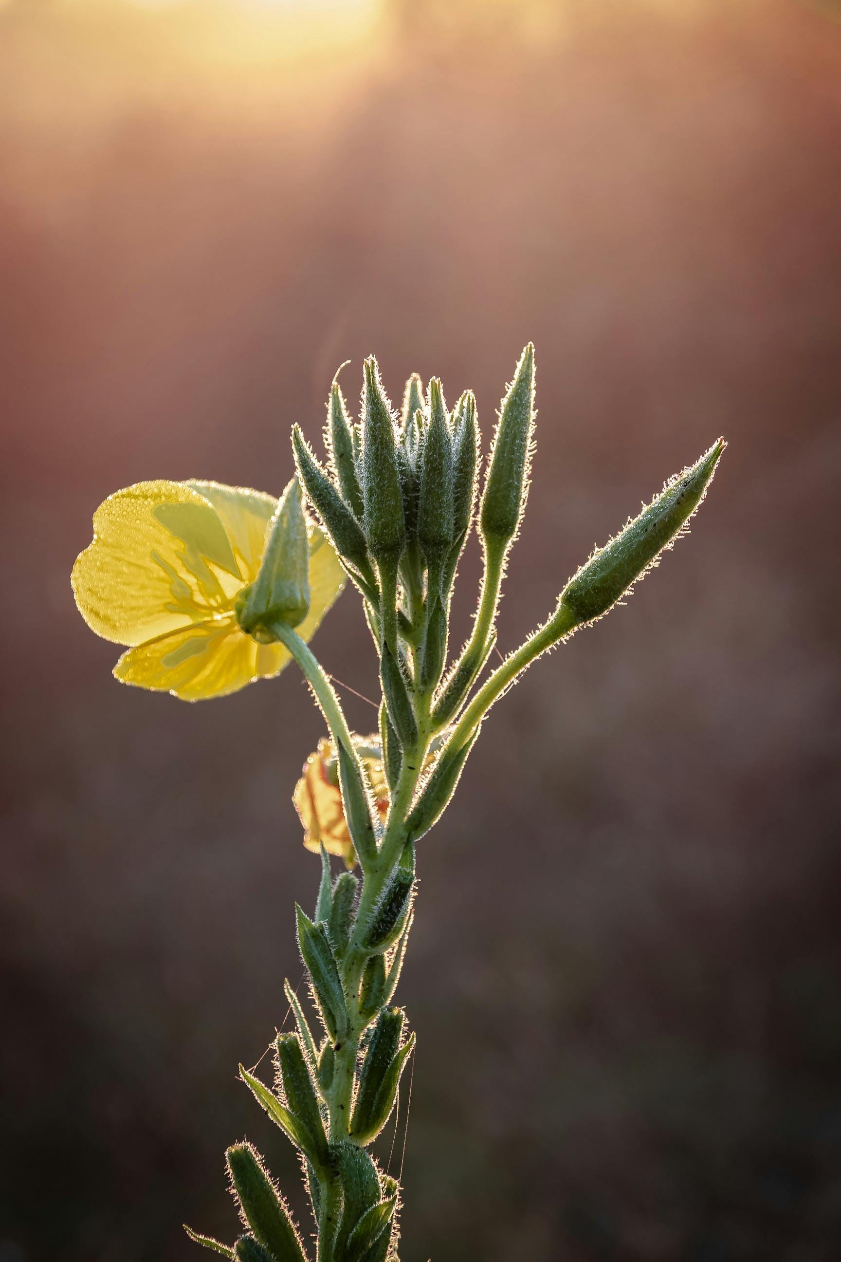 Secrets of the Night-Blooming Songflower - by Tara Penry