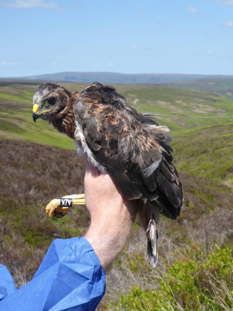 THREE more Hen Harriers 'disappear' on grouse moors