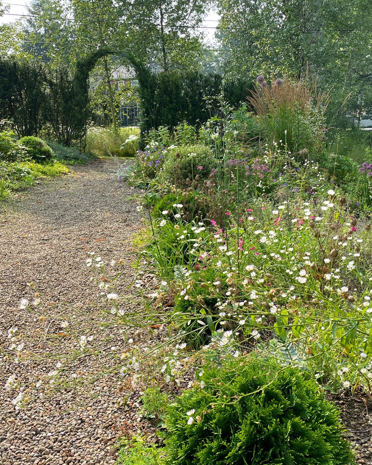 How to make a Yew Arch - Julie Witmer Gardens Newsletter