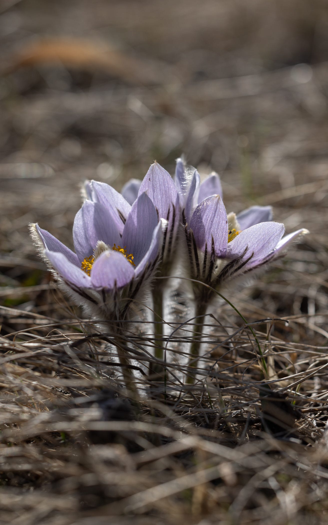 in the folds of a prairie crocus - by Erin Stinson