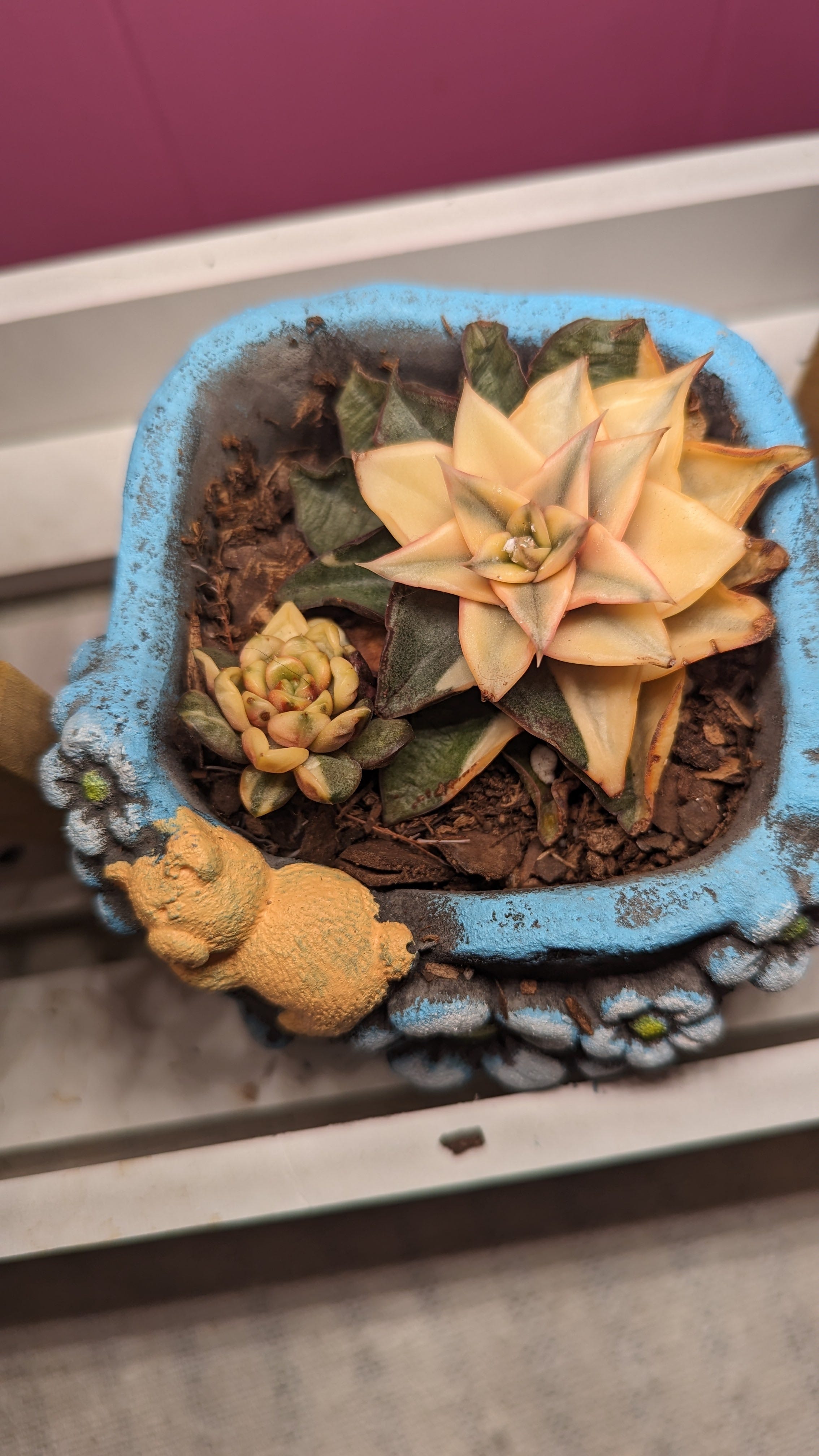 My favorite super-easy plants - by Zawn Villines